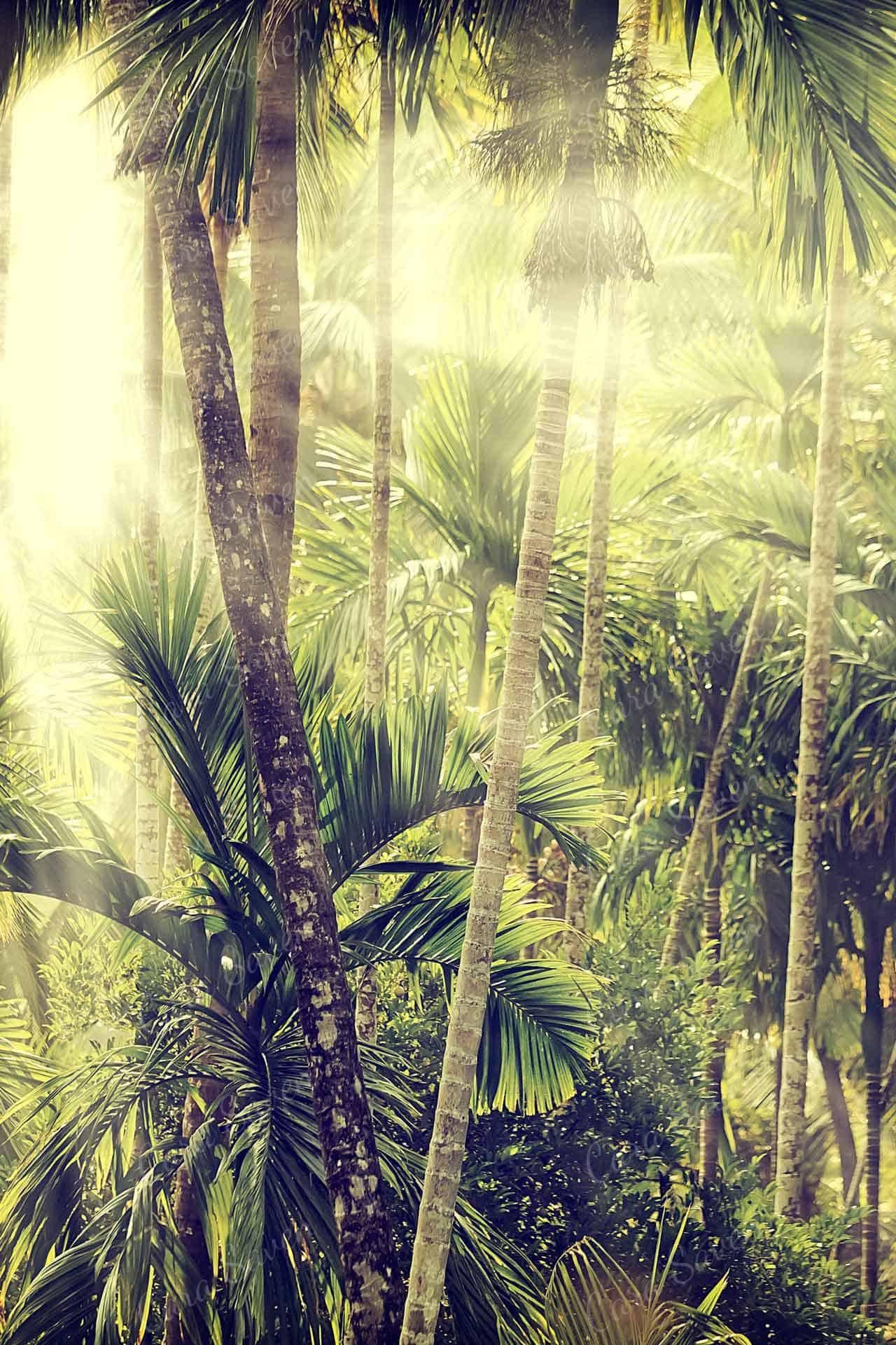 Tulum - Cara Saven Wall Design